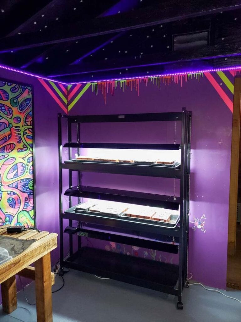 Seed Starting 101: How to Sow Seeds Indoors ~ Homestead and Chill