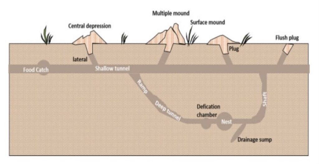 Non-Toxic Gopher Control: How to Keep Gophers Out of Your Garden ...