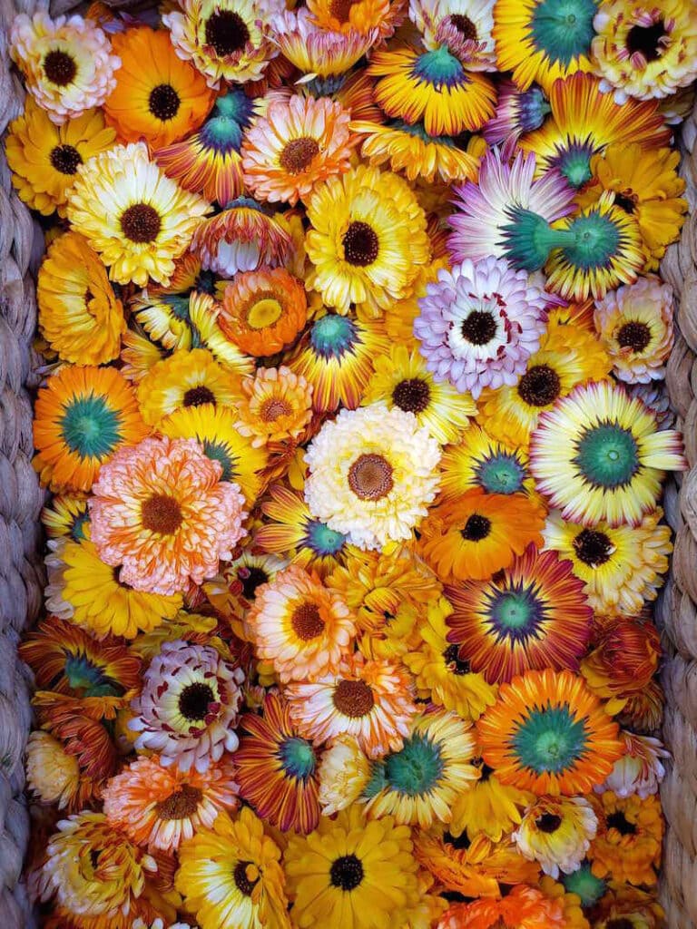 How to Make Homemade Calendula Salve for Healthy Skin ~ Homestead and Chill