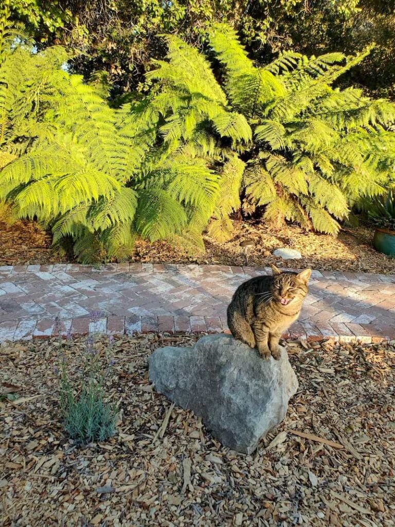 Non-Toxic Gopher Control: How to Keep Gophers Out of Your Garden ...