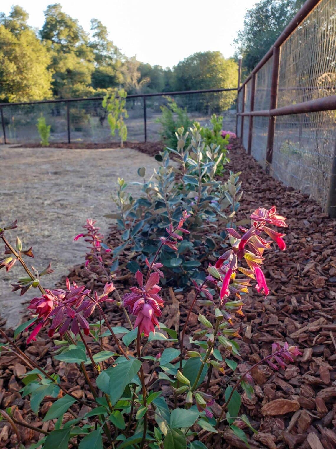 Non-Toxic Gopher Control: How to Gopher-Proof Your Garden ~ Homestead ...