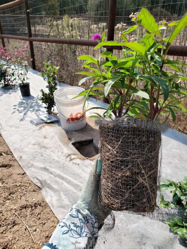 Non-Toxic Gopher Control: How to Gopher-Proof Your Garden ~ Homestead ...