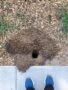 Non-Toxic Gopher Control: How to Keep Gophers Out of Your Garden ...
