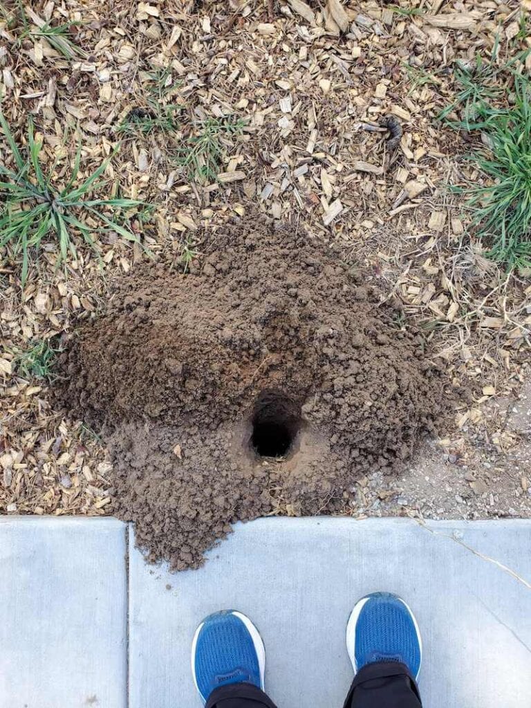 Non-Toxic Gopher Control: How to Keep Gophers Out of Your Garden ~ Homestead and Chill