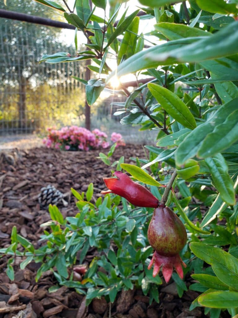 Homestead Update: Starting the New Garden ~ Homestead and Chill