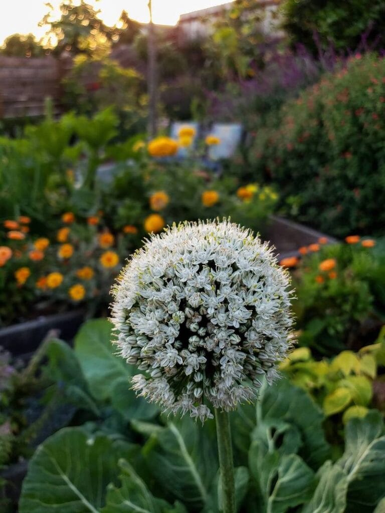 How to Grow Luscious Leeks: Seed to Harvest to Table ~ Homestead and Chill