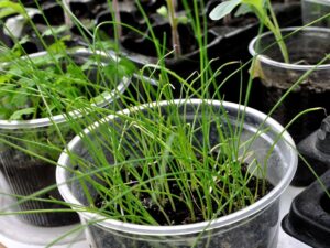 How to Grow Luscious Leeks: Seed to Harvest to Table ~ Homestead and Chill