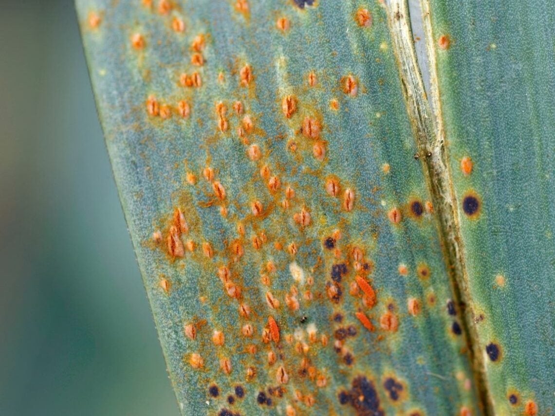 How to Grow Luscious Leeks: Seed to Harvest to Table ~ Homestead and Chill