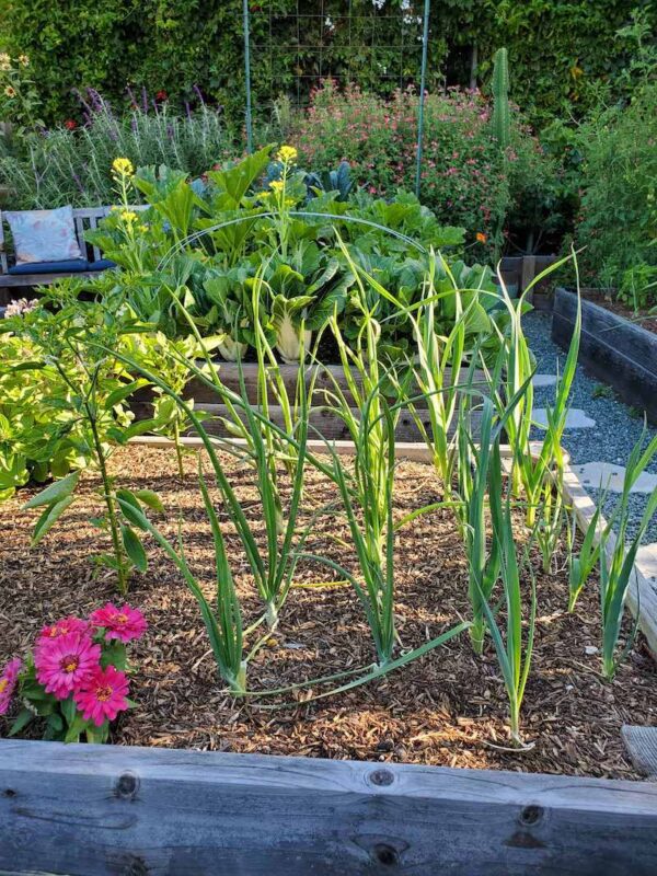 How to Grow Luscious Leeks: Seed to Harvest to Table ~ Homestead and Chill