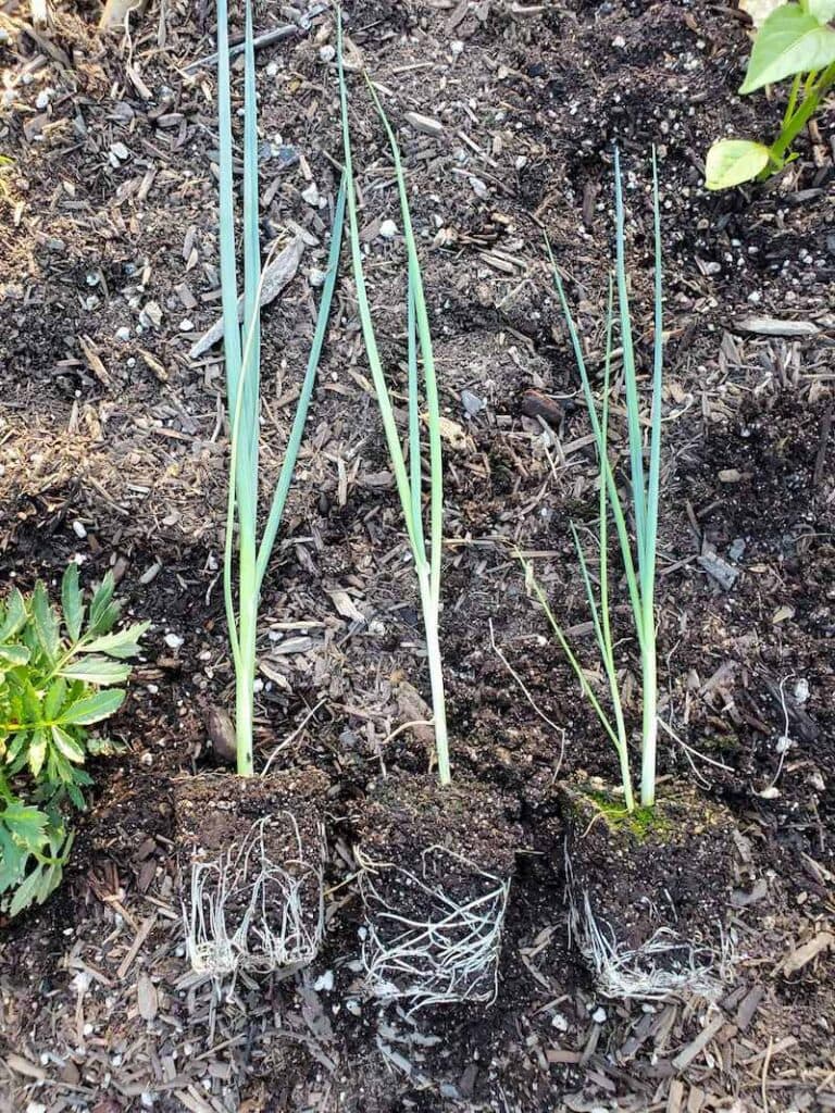How to Grow Luscious Leeks: Seed to Harvest to Table ~ Homestead and Chill