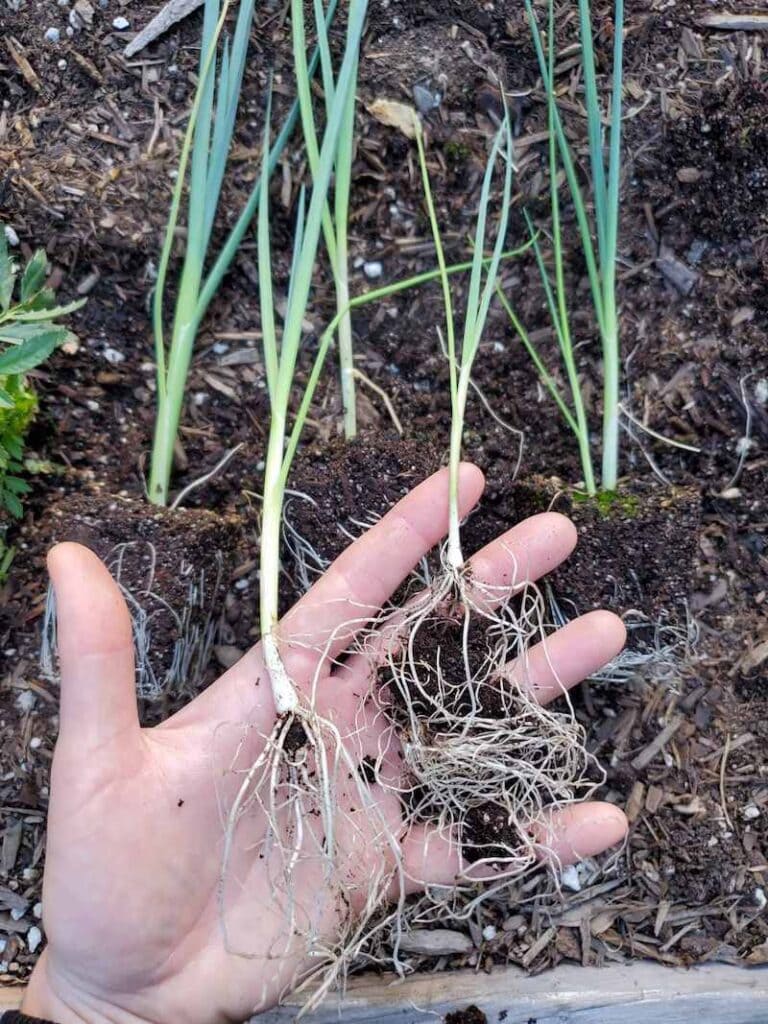 How to Grow Luscious Leeks: Seed to Harvest to Table ~ Homestead and Chill