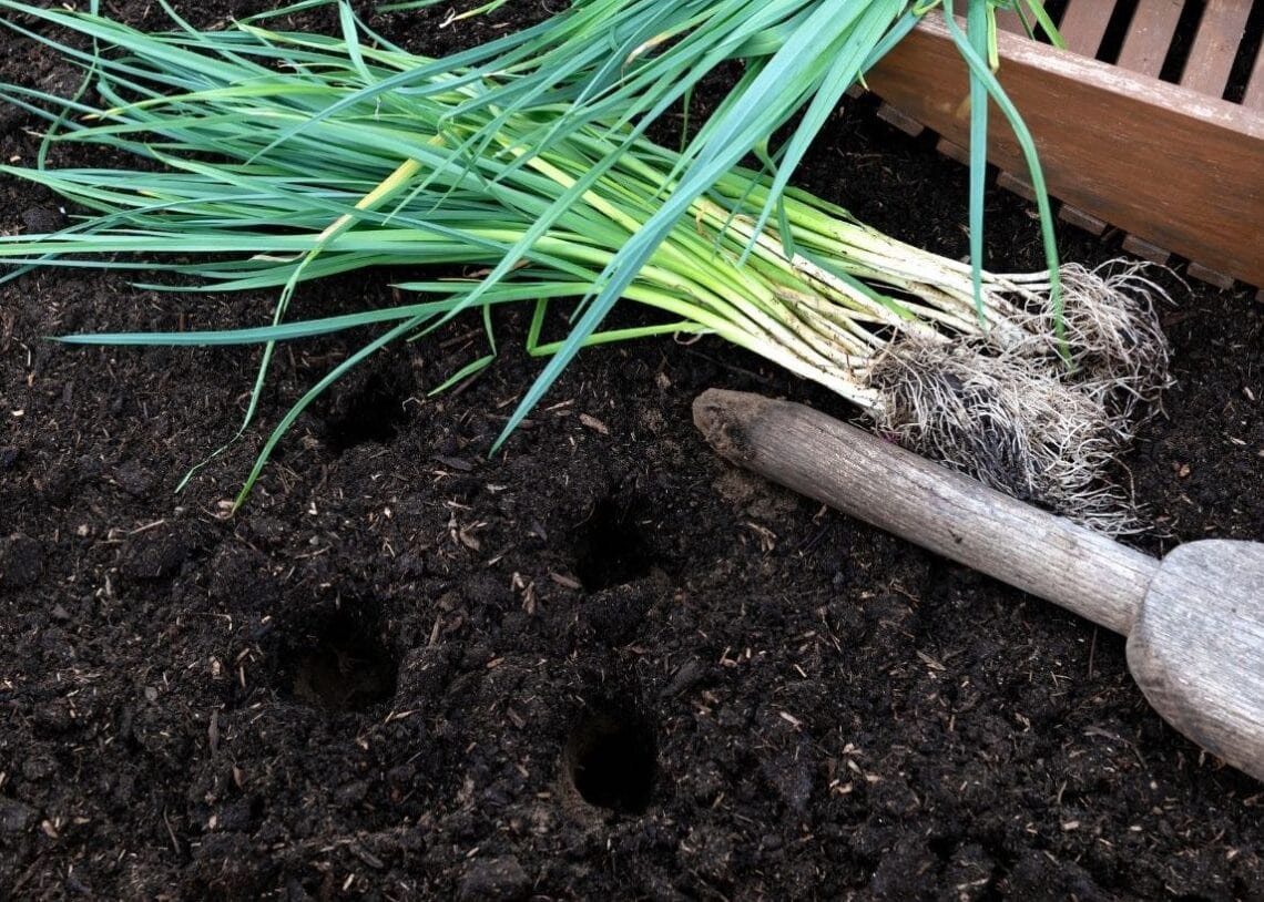 How to Grow Luscious Leeks: Seed to Harvest to Table ~ Homestead and Chill