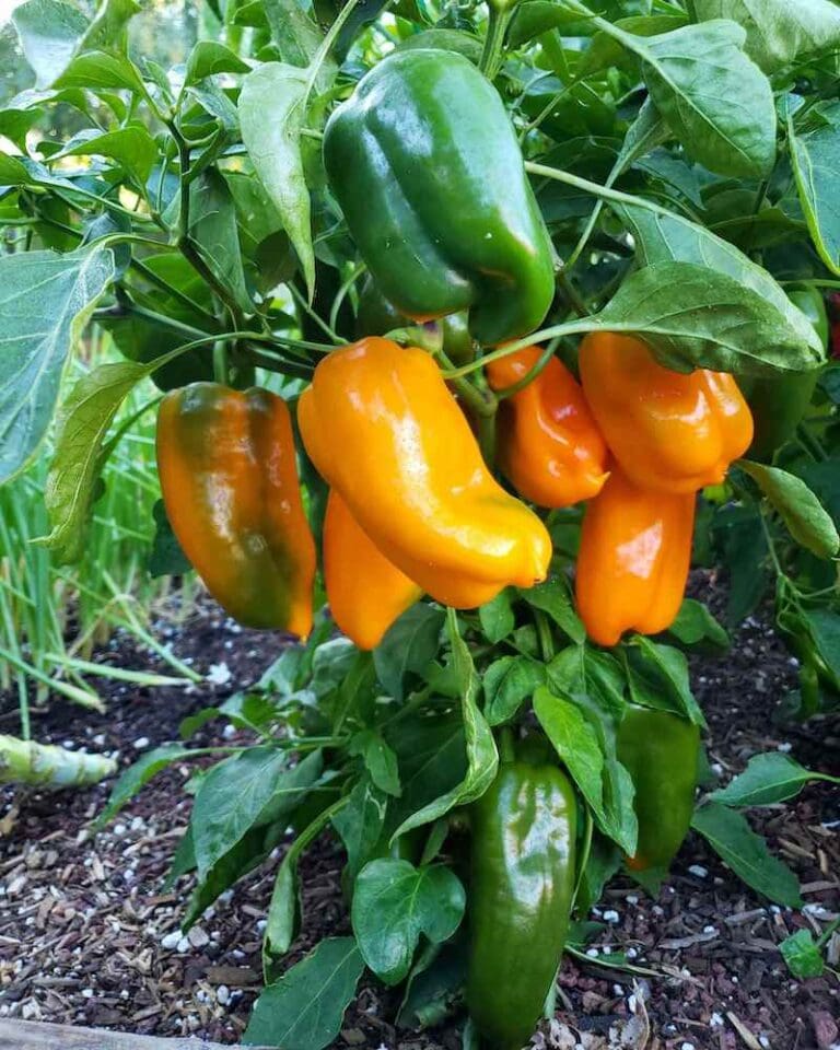 What We’re Growing 2022: Varieties for the Spring & Summer Garden ...