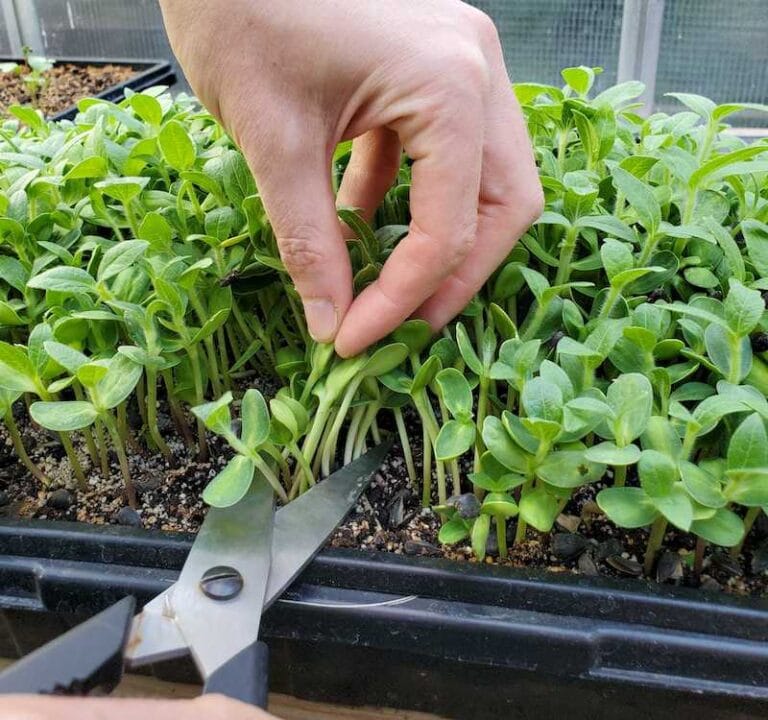 17+ Wonderful Winter Garden Activities (Projects) To Do Indoors ...