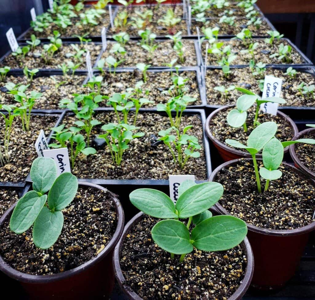 17+ Wonderful Winter Garden Activities (Projects) To Do Indoors ...