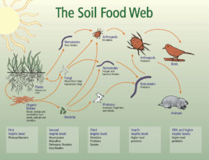 How to Practice Crop Rotation (Garden Benefits Explained) ~ Homestead ...