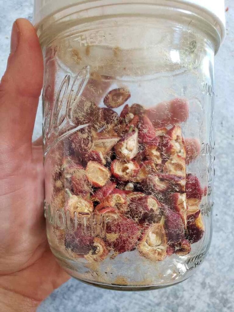 Radiant Rose Hips: How to Harvest, Dry and Use Rosehips ~ Homestead and ...