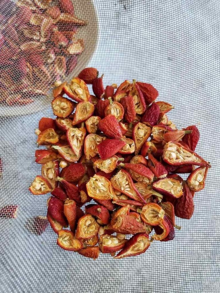 Radiant Rose Hips: How to Harvest, Dry and Use Rosehips ~ Homestead and ...