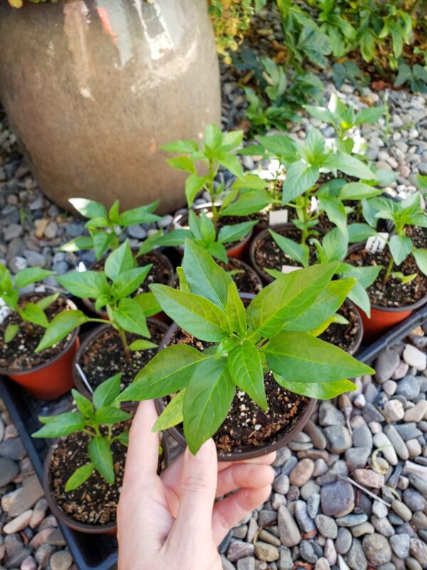 Topping Pepper Plants and Pinching Flowers for Better Harvests ...
