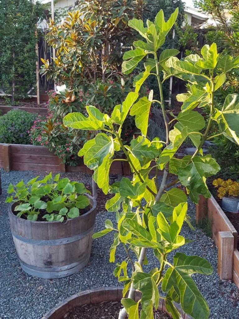 Gardening in Wine Barrel Planters: The Ultimate Guide ~ Homestead and Chill