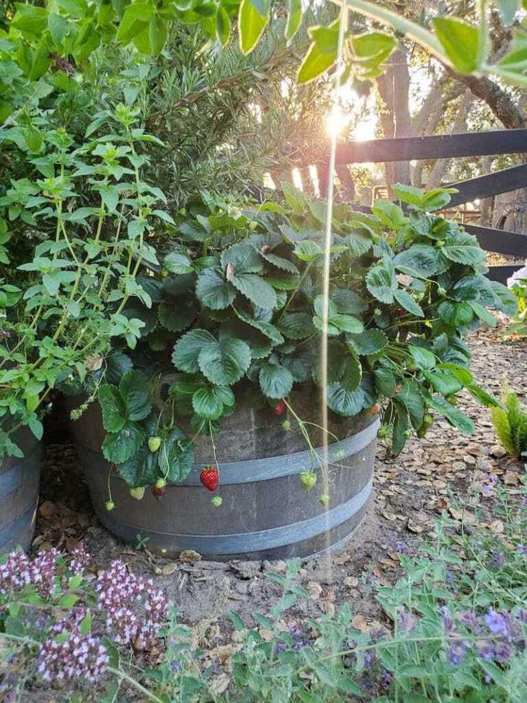 Gardening in Wine Barrel Planters: The Ultimate Guide ~ Homestead and Chill