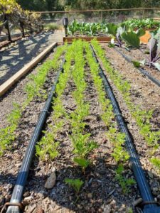 How to Grow Carrots Successfully: From Seed to Table ~ Homestead and Chill