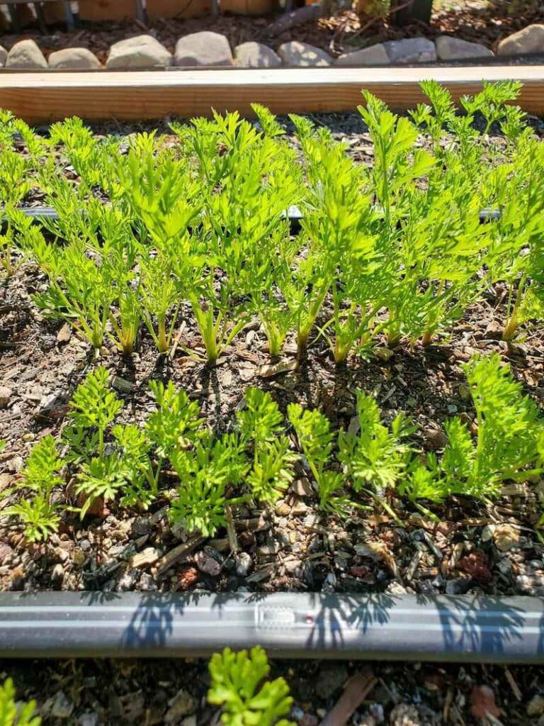 How to Grow Carrots Successfully: From Seed to Table ~ Homestead and Chill