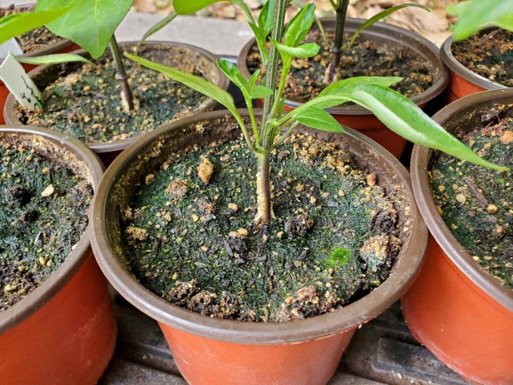 How to Prevent Green Algae or White Mold on Seedling Soil ~ Homestead ...