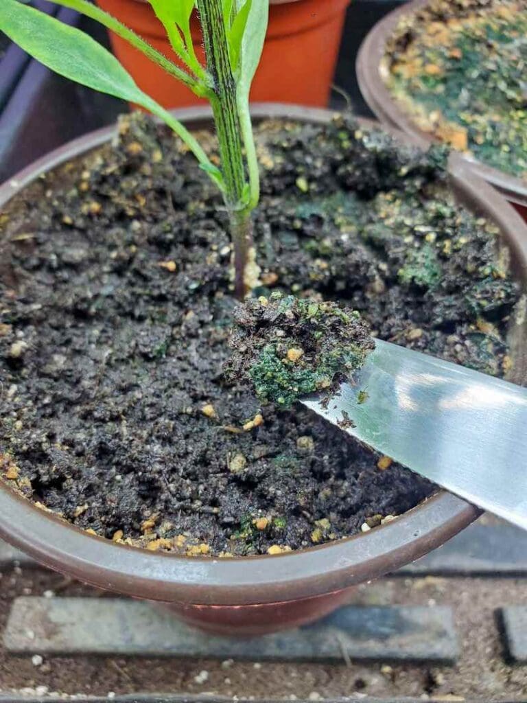 How to Prevent Green Algae or White Mold on Seedling Soil ~ Homestead ...