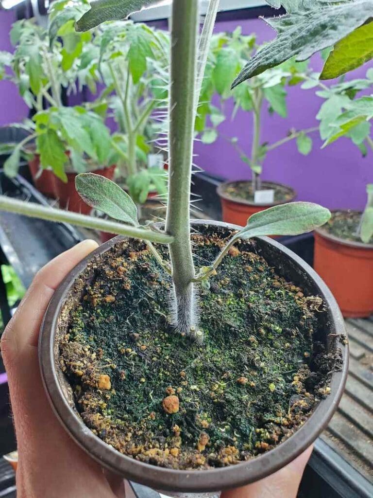 How to Prevent Green Algae or White Mold on Seedling Soil ~ Homestead ...