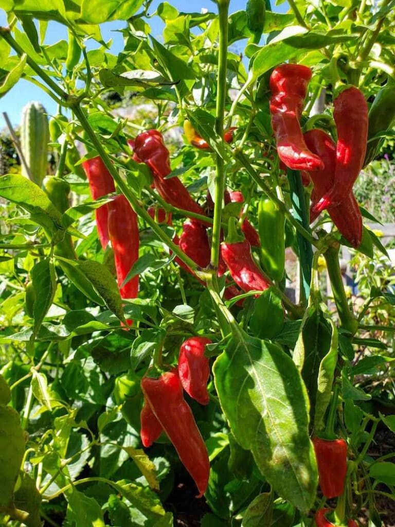 Topping Pepper Plants and Pinching Flowers for Better Harvests ...