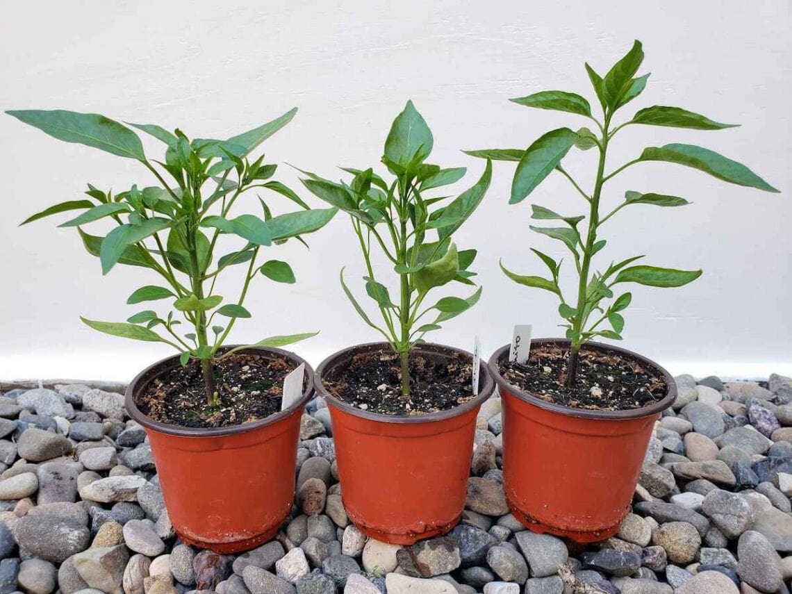 Topping Pepper Plants and Pinching Flowers for Better Harvests ...