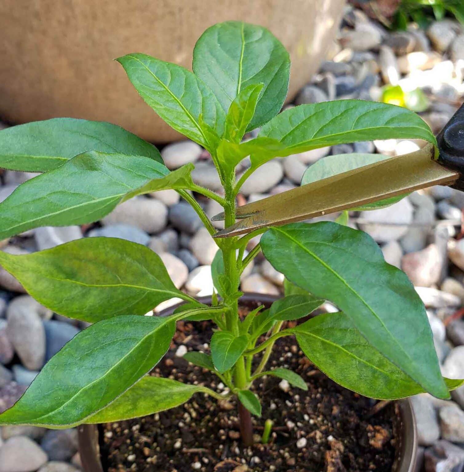 Topping Pepper Plants and Pinching Flowers for Better Harvests ...