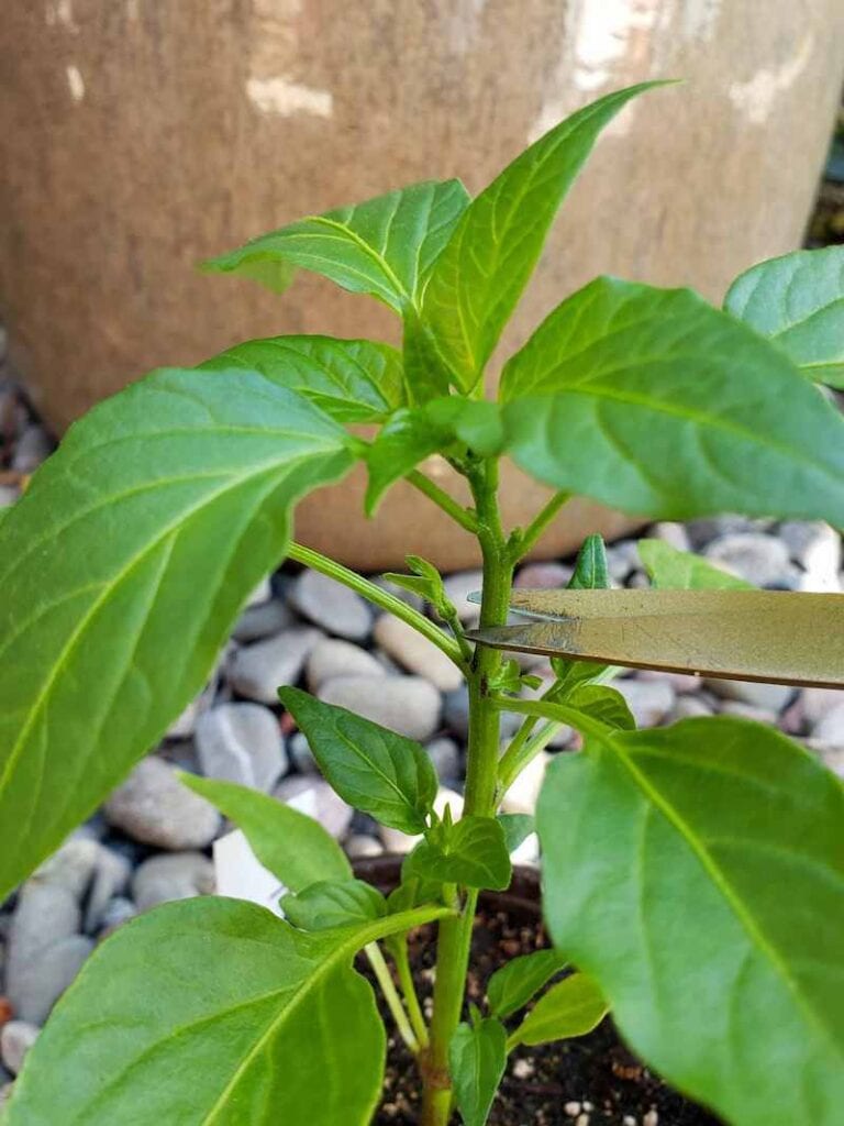 Topping Pepper Plants and Pinching Flowers for Better Harvests ...
