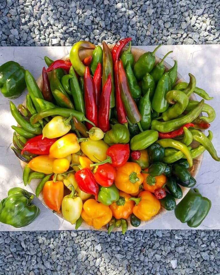 Topping Pepper Plants and Pinching Flowers for Better Harvests ...