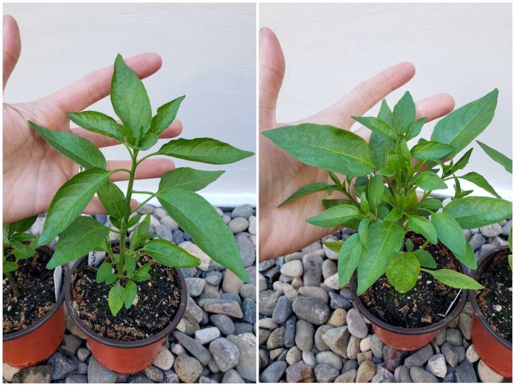 Topping Pepper Plants and Pinching Flowers for Better Harvests ...