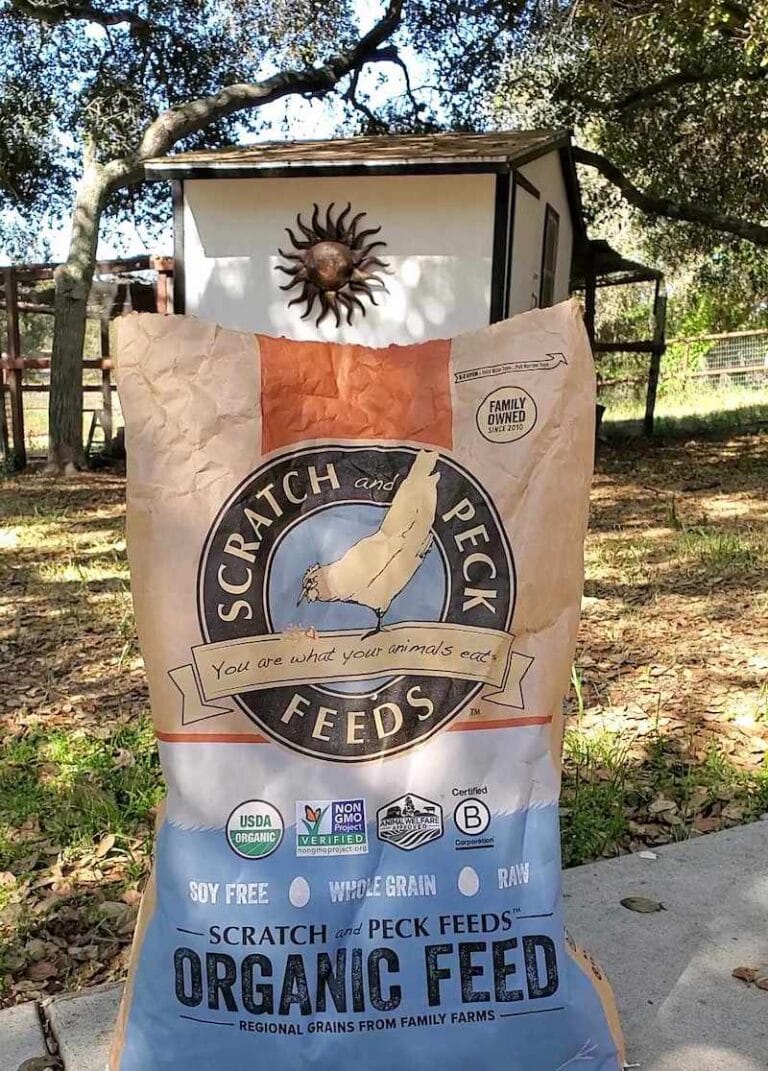 How to Ferment Chicken Feed For Healthier Hens and Eggs ~ Homestead and ...