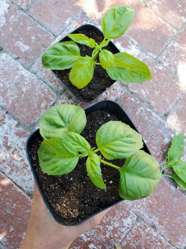 How to Grow Basil from Cuttings: Easy Water Propagation ~ Homestead and ...
