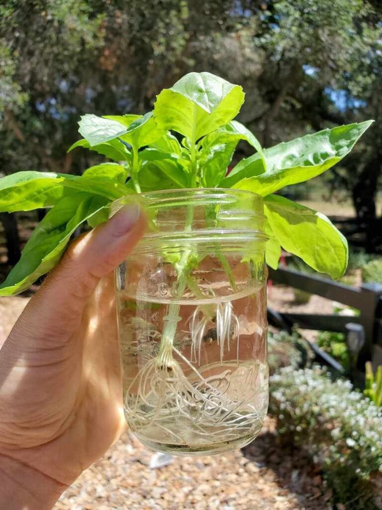 How to Grow Basil from Cuttings: Easy Water Propagation ~ Homestead and Chill