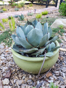 How to Set Up Drip Irrigation for Pots, Wine Barrels, Containers ...