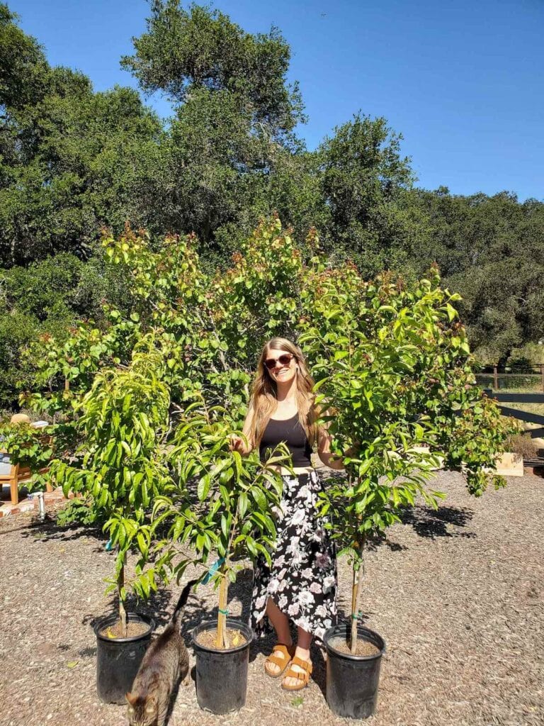 What Are Fruit Tree Chill Hours? Helpful Charts + Area Maps ~ Homestead ...