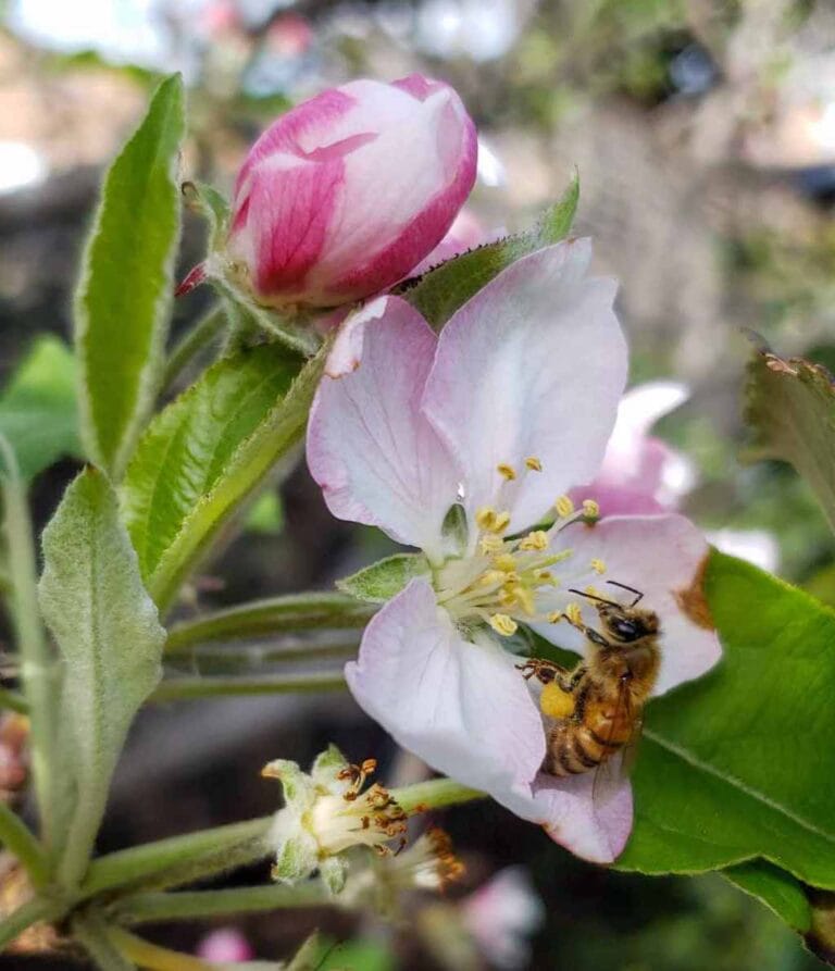 What Are Fruit Tree Chill Hours? Helpful Charts + Area Maps ~ Homestead ...