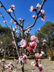 What Are Fruit Tree Chill Hours? Helpful Charts + Area Maps ~ Homestead ...