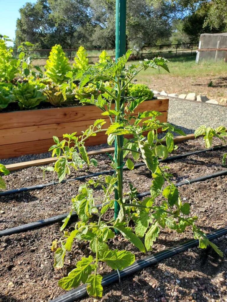 7 Ways to Support or Train Tomatoes: Cages, Trellises & More ...