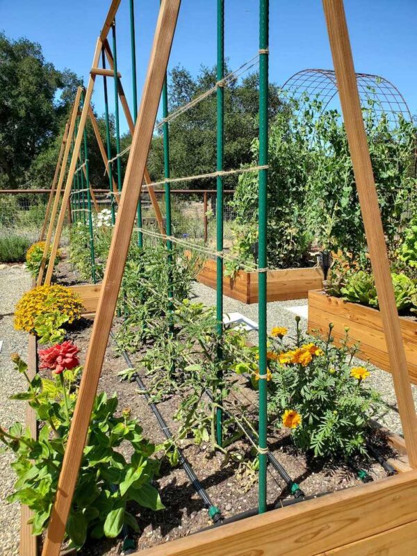 7 Ways to Support or Train Tomatoes: Cages, Trellises & More ...