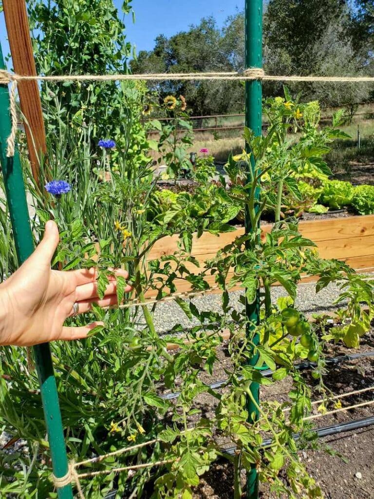 7 Ways to Support and Prune Tomato Plants: Cages, Trellises, String and ...