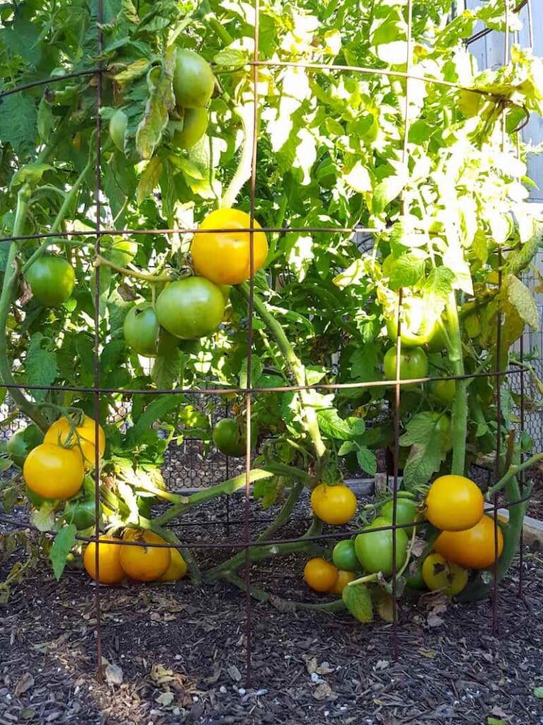 7 Ways to Support or Train Tomatoes: Cages, Trellises & More ...