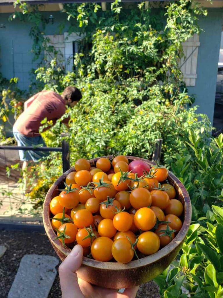 7 Ways to Support or Train Tomatoes: Cages, Trellises & More ...
