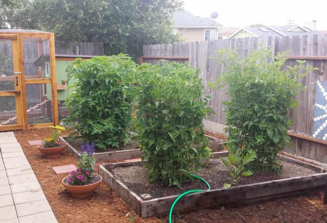 7 Ways to Support or Train Tomatoes: Cages, Trellises & More ...