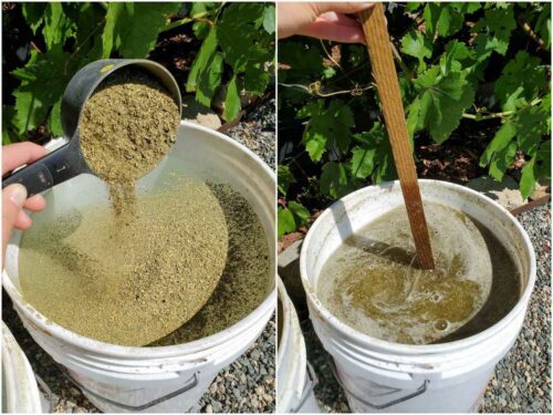 How to Make Alfalfa Tea Fertilizer for Garden Plants ~ Homestead and Chill
